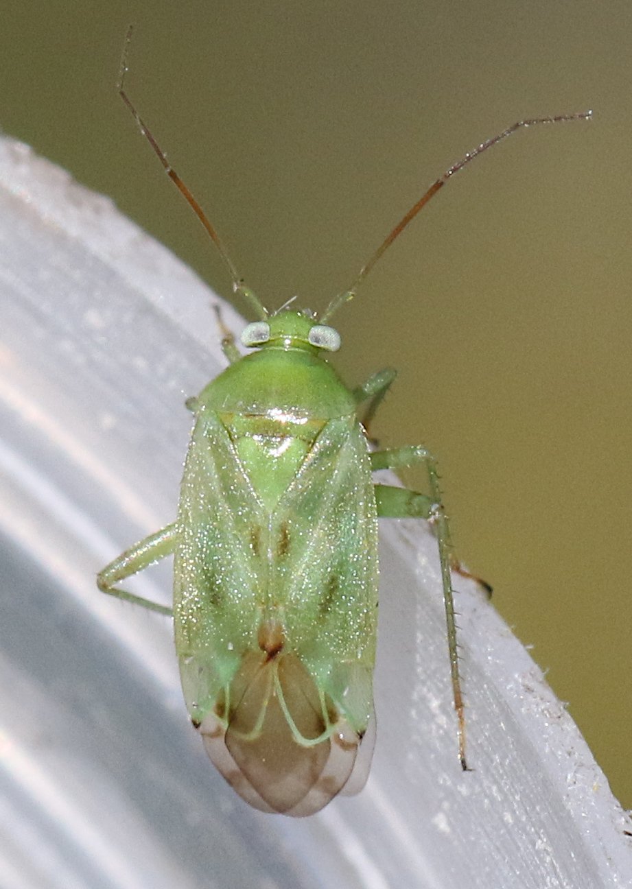 Réf. 316868 — INSECTA > Heteroptera > Miridae > Taylorilygus apicalis ...