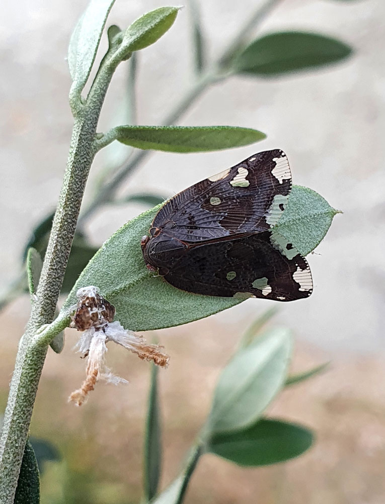 Réf. 316175 — INSECTA > Homoptera > Ricaniidae > Ricania speculum - www ...