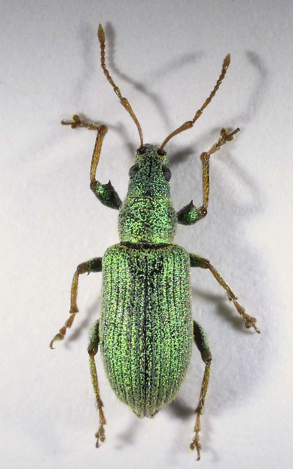 Réf. 316289 — INSECTA > Coleoptera > Curculionidae > Phyllobius sp ...