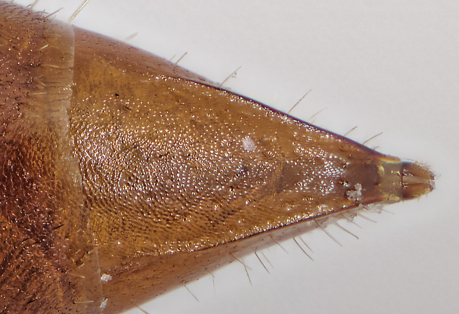 Réf. 317012 — INSECTA > Hymenoptera > Crabronidae > Tachysphex ...