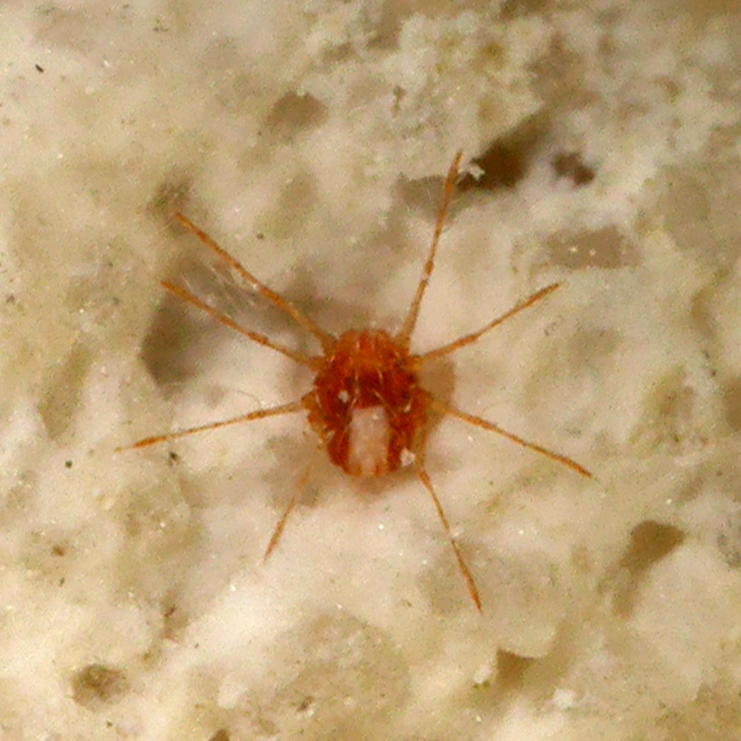 Inconnu inconnu (Arachnida, Prostigmata, Camerobiidae) - www.galerie ...