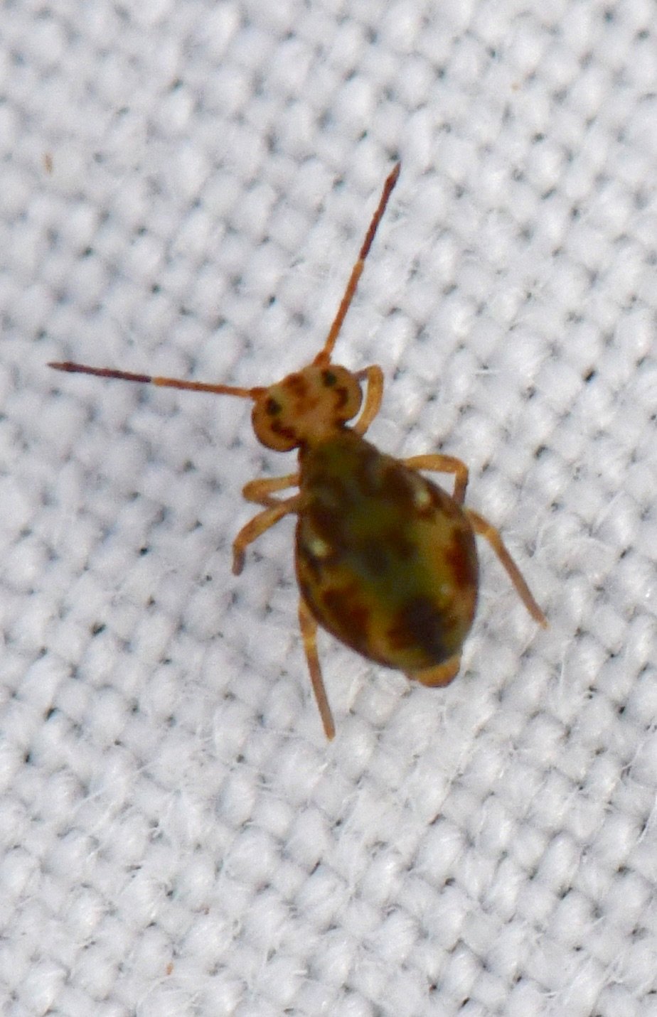 Réf. 317823 — ENTOGNATHA > Collembola > Dicyrtomidae > Dicyrtomina ...