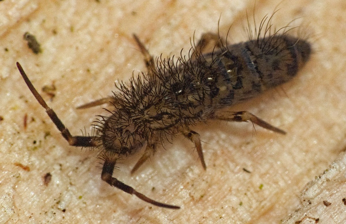 Réf. 317379 — ENTOGNATHA > Collembola > Entomobryidae > Orchesella ...