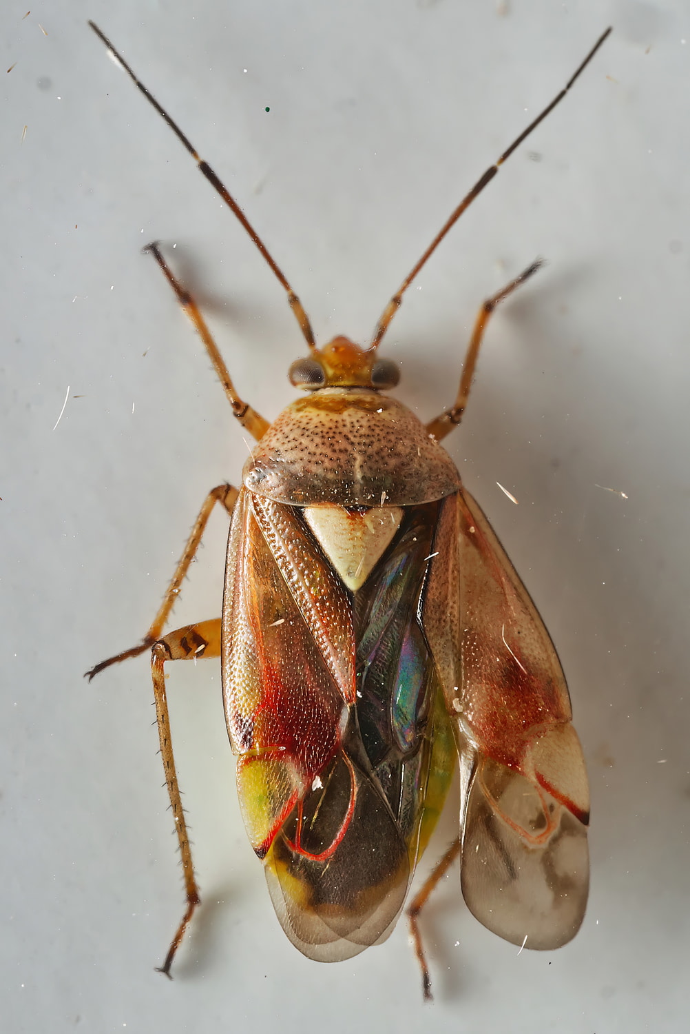 Réf. 317781 — INSECTA > Heteroptera > Miridae > Lygus pratensis - www ...