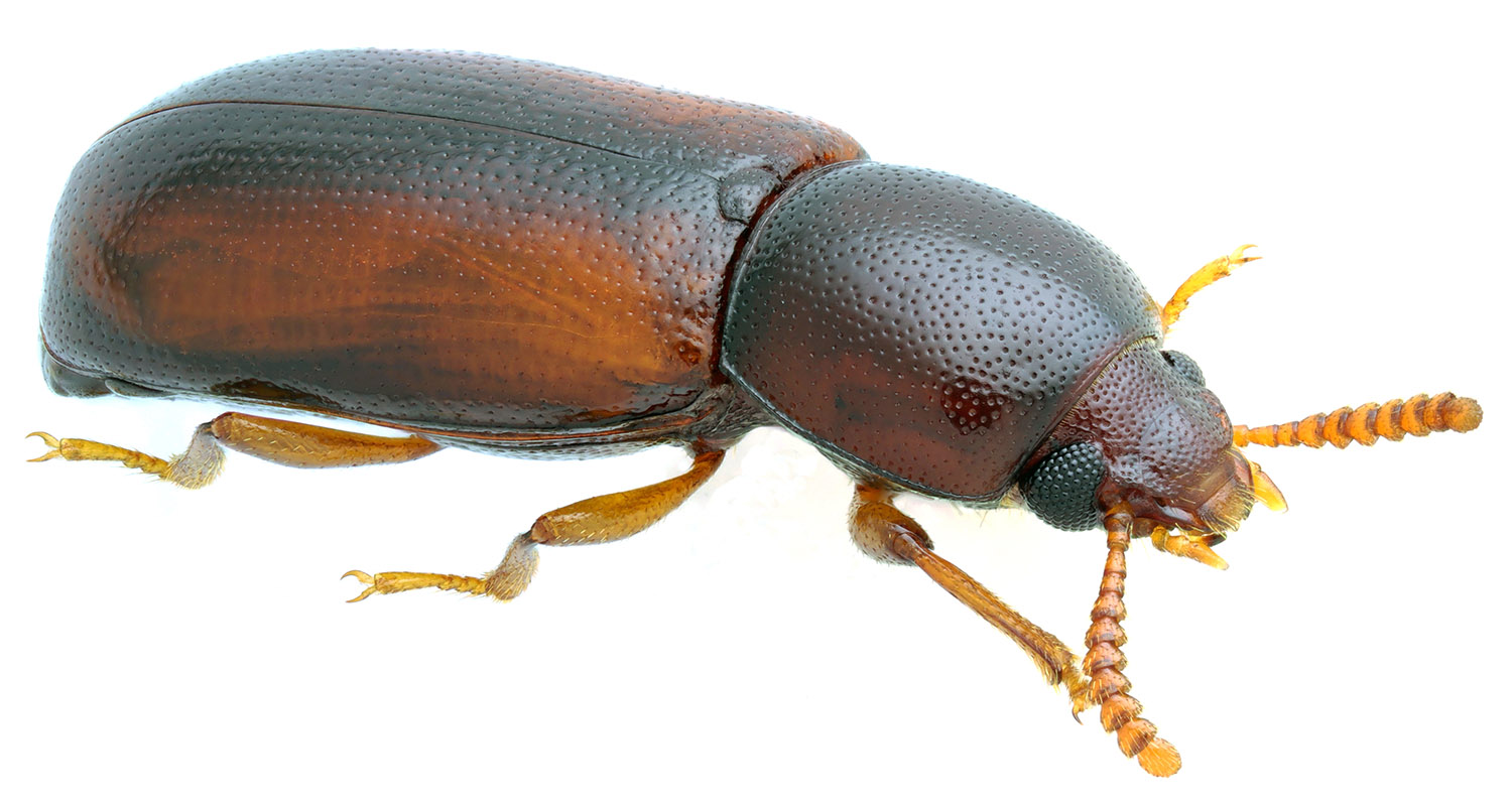 Réf. 318927 — INSECTA > Coleoptera > Tenebrionidae > Corticeus ...