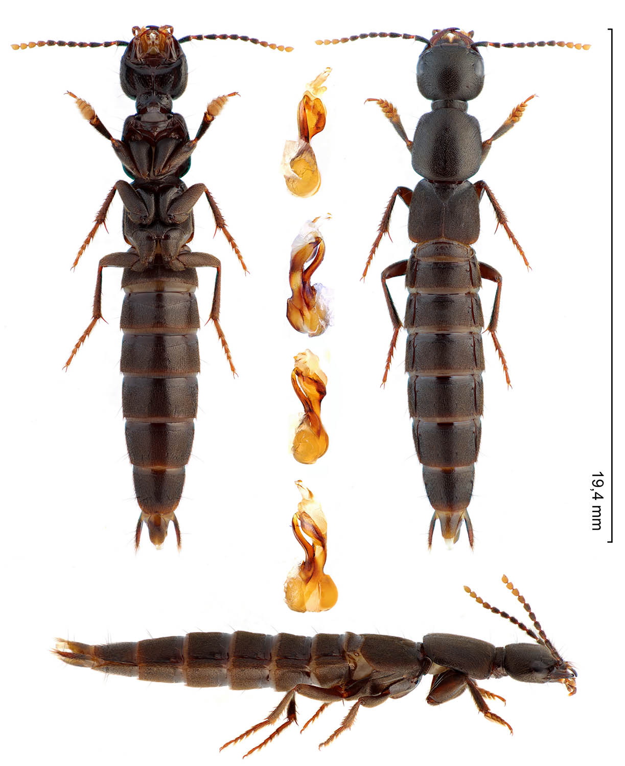 Réf. 318675 — INSECTA > Coleoptera > Staphylinidae > Ocypus (Matidus) chevrolatii - www.galerie ...