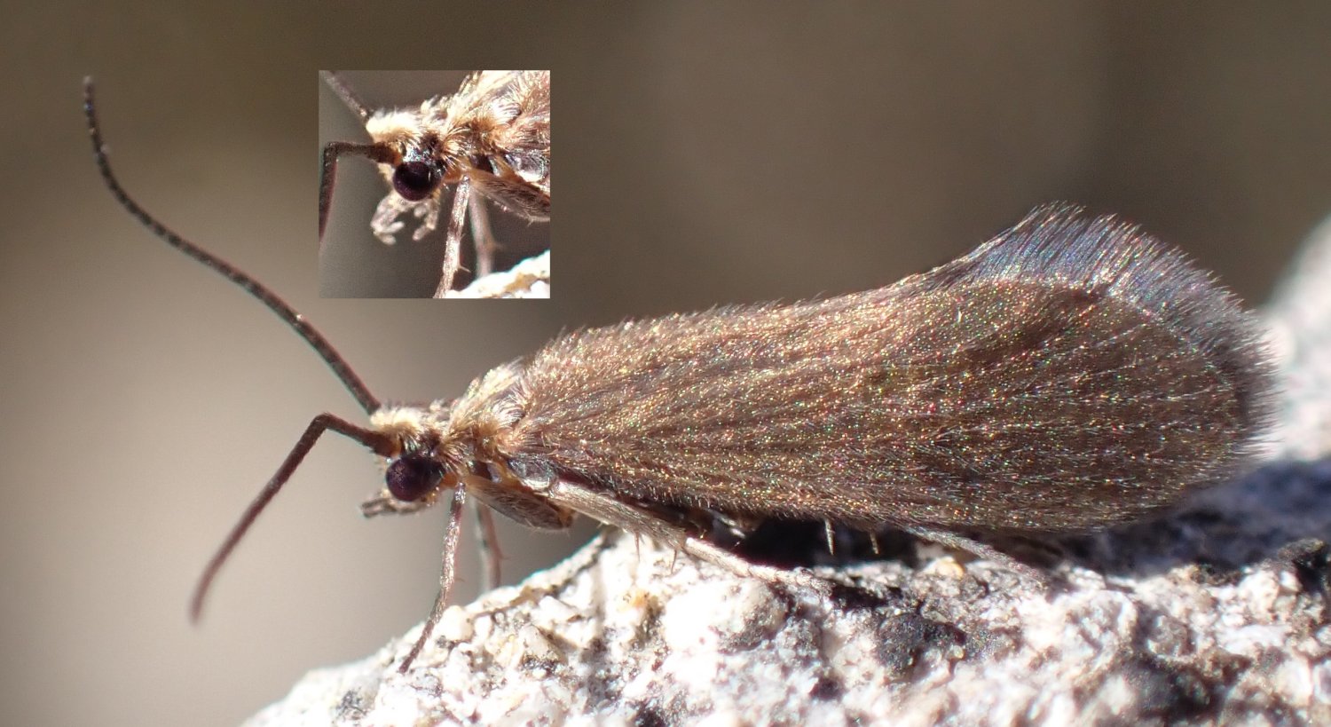 Réf. 318264 — INSECTA > Trichoptera > Glossosomatidae > Agapetus ...