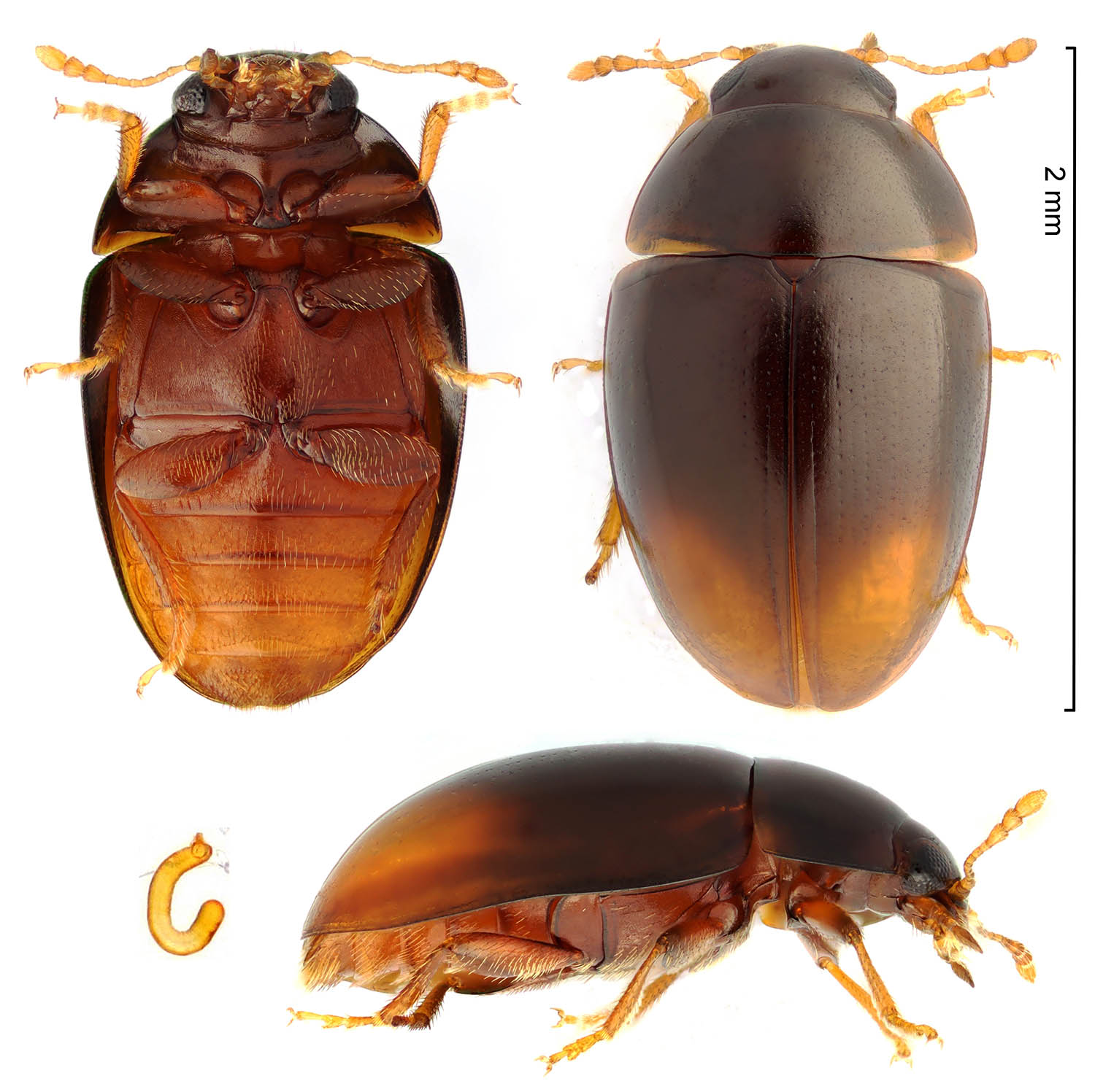 Réf. 318609 — INSECTA > Coleoptera > Phalacridae > Stilbus oblongus ...