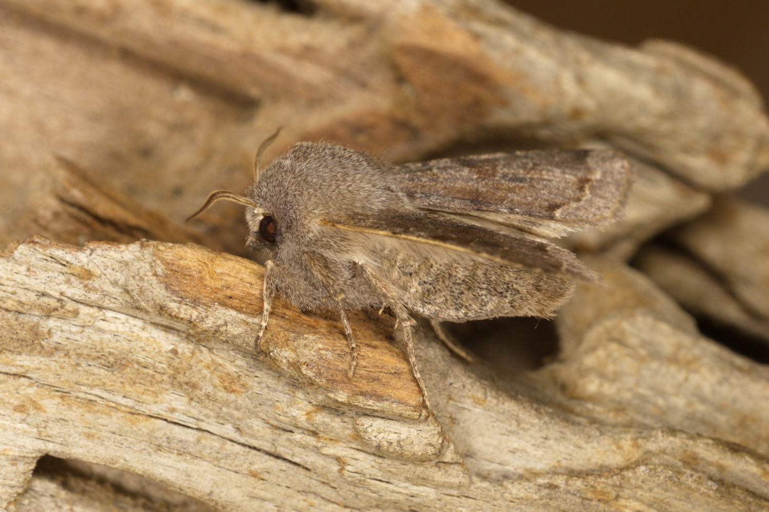 Réf. 319961 — INSECTA > Lepidoptera > Noctuidae > Orthosia (Orthosia ...