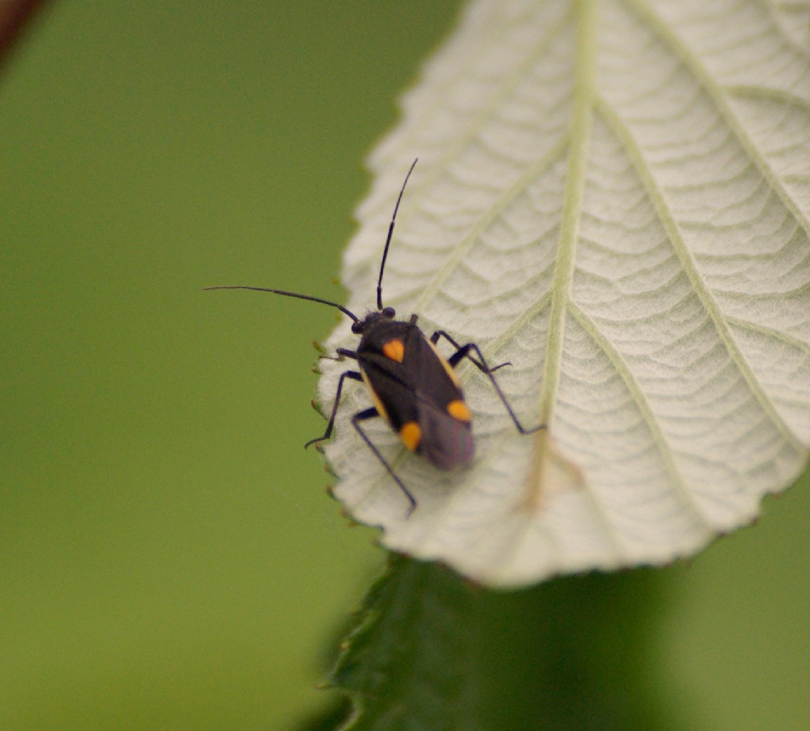 Réf. 32928 — INSECTA > Heteroptera > Miridae > Capsodes (Capsodes ...