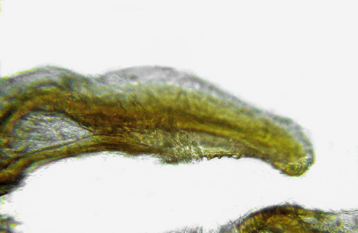 Réf. 320711 — INSECTA > Hymenoptera > Tenthredinidae > Heterarthrus ...