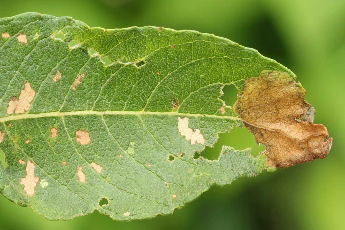 Réf. 320689 — INSECTA > Hymenoptera > Tenthredinidae > Heterarthrus ...