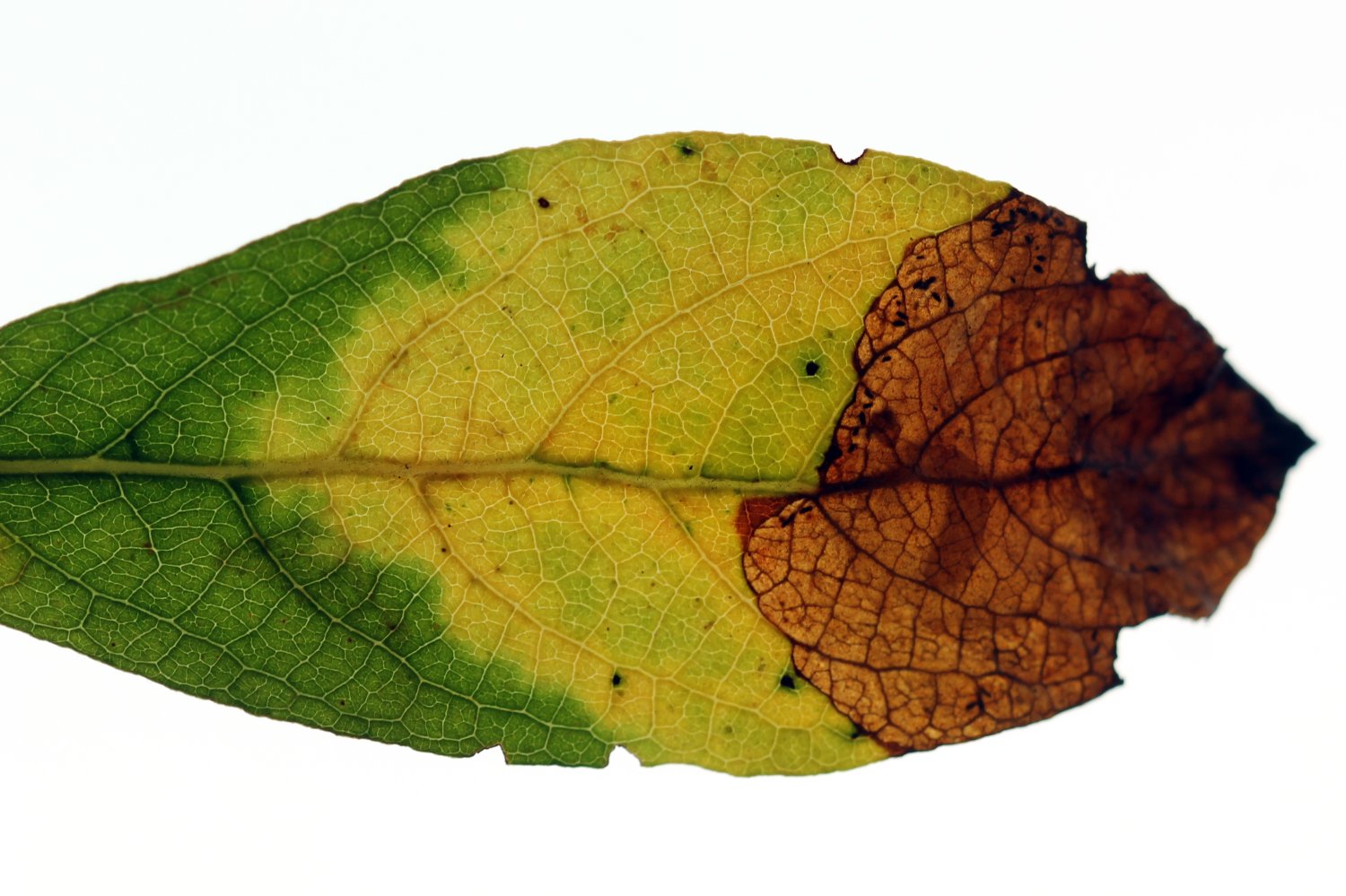 Heterarthrus microcephalus (Insecta, Hymenoptera, Tenthredinidae) - www ...