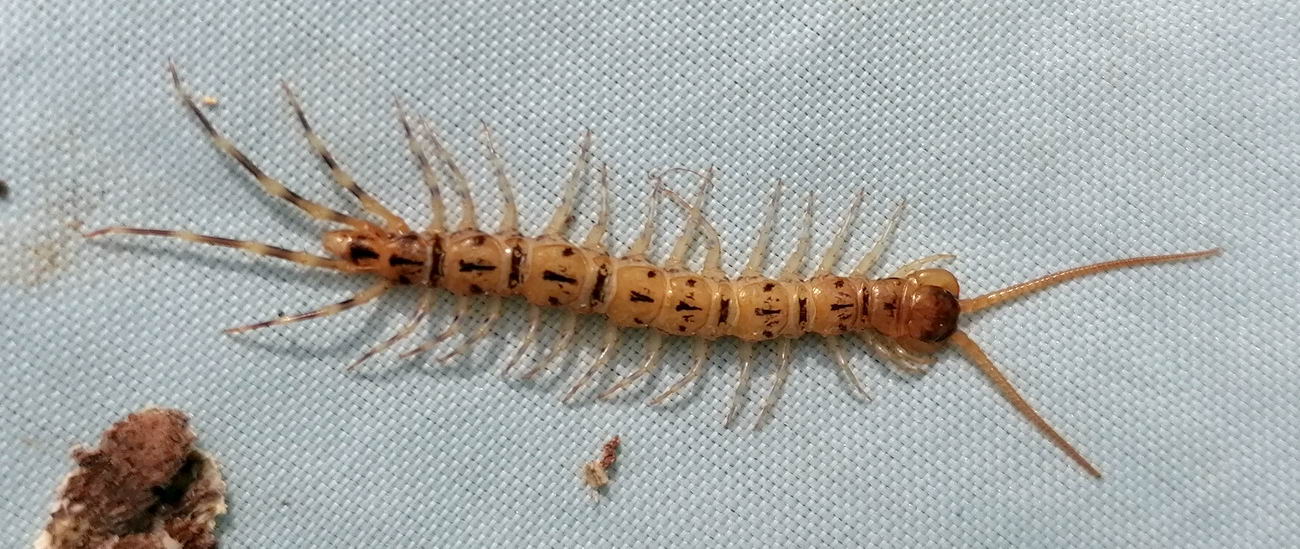 Réf. 320939 — CHILOPODA > Lithobiomorpha > Lithobiidae > Lithobius ...