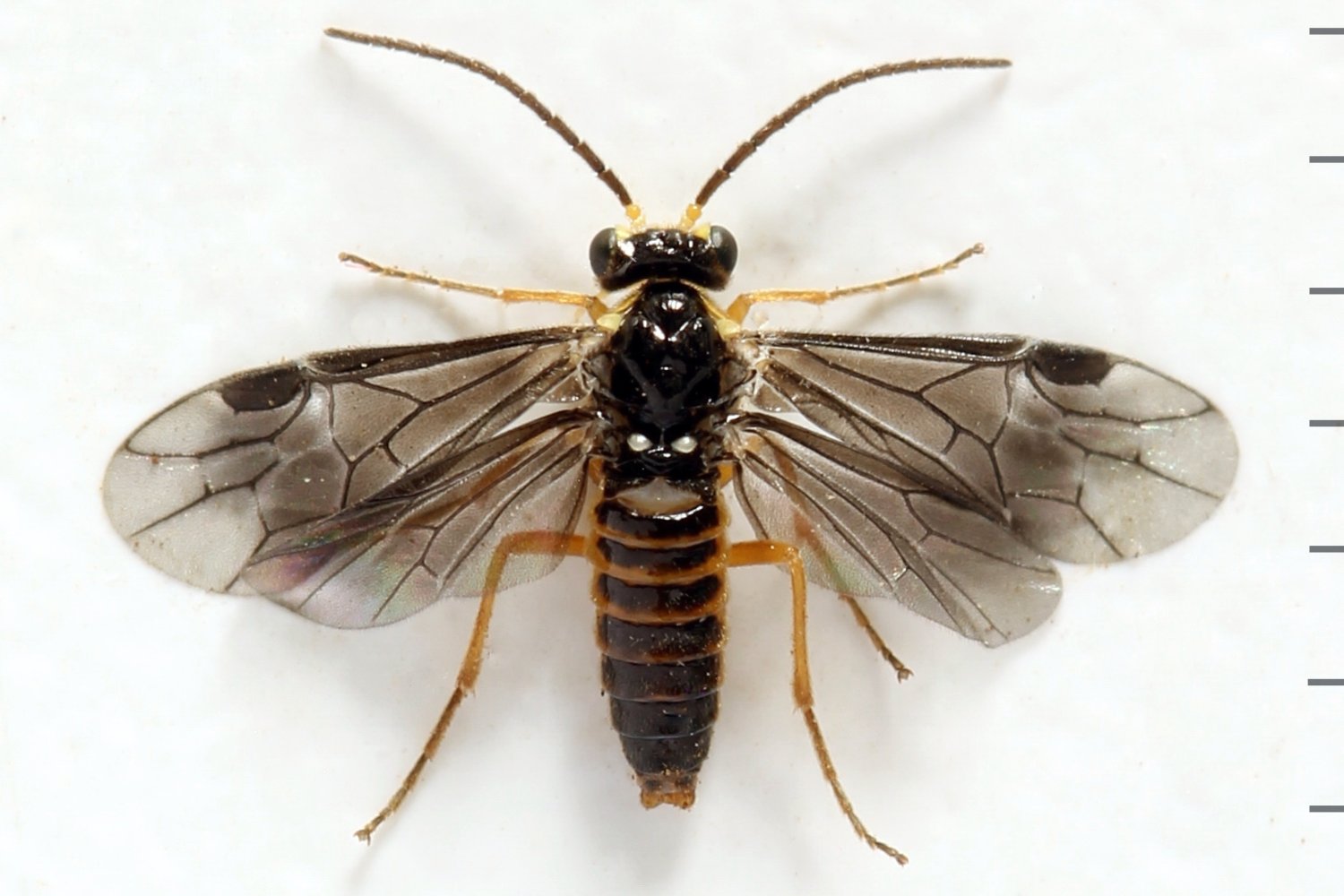 Réf. 320721 — INSECTA > Hymenoptera > Tenthredinidae > Heterarthrus ...