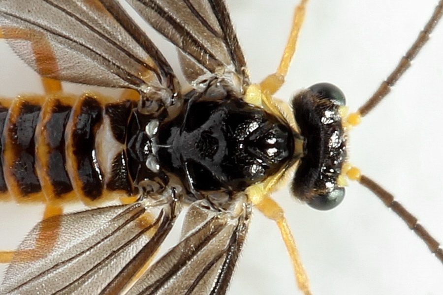 Heterarthrus microcephalus (Insecta, Hymenoptera, Tenthredinidae) - www ...