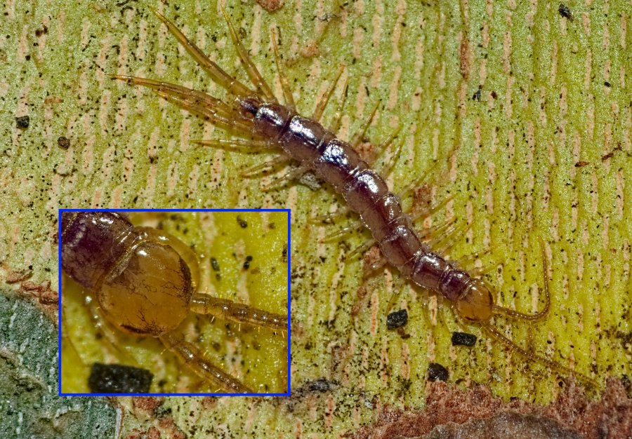 Réf. 320069 — CHILOPODA > Lithobiomorpha > Lithobiidae > Lithobius sp ...