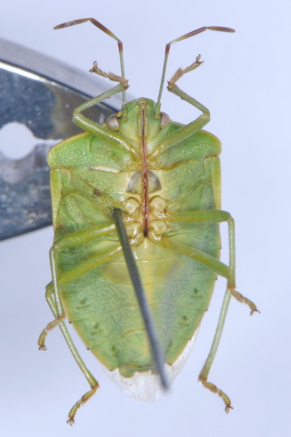 Réf. 320009 — INSECTA > Heteroptera > Pentatomidae > Nezara viridula ...