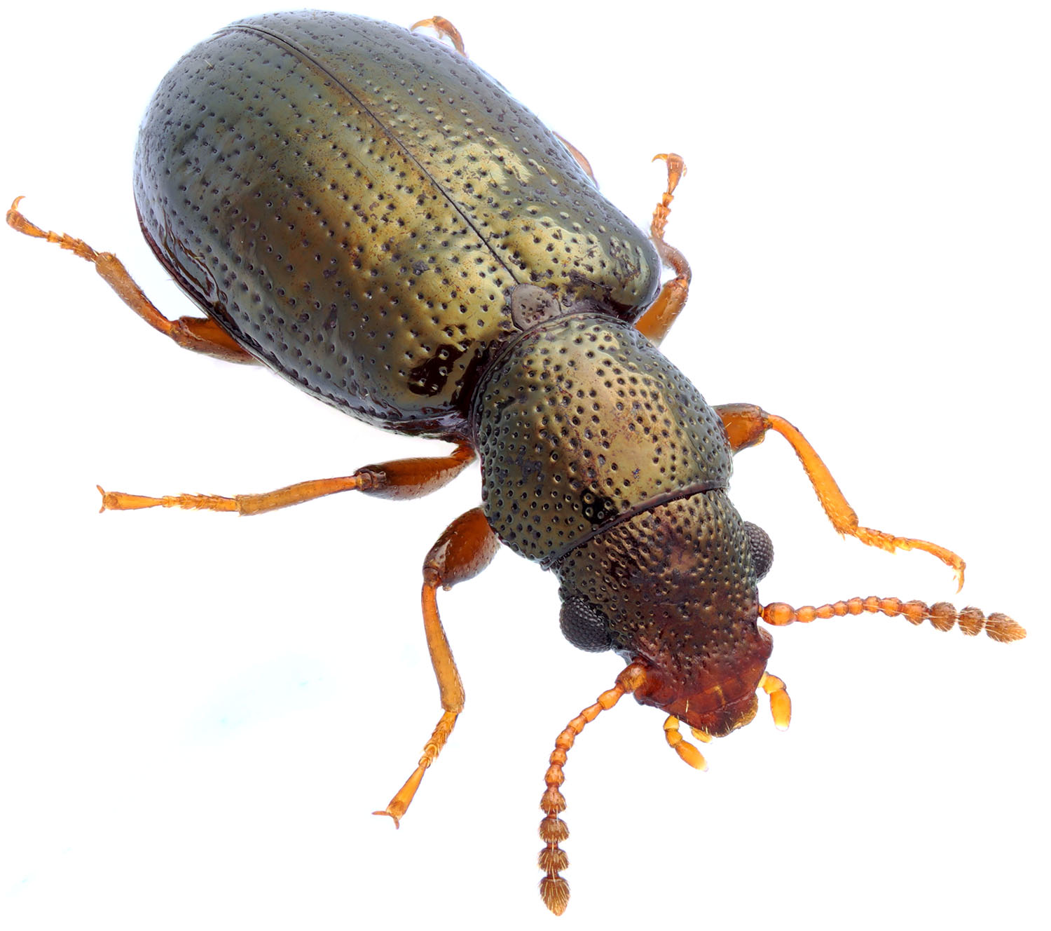 Réf. 320561 — INSECTA > Coleoptera > Salpingidae > Colposis mutilatus ...