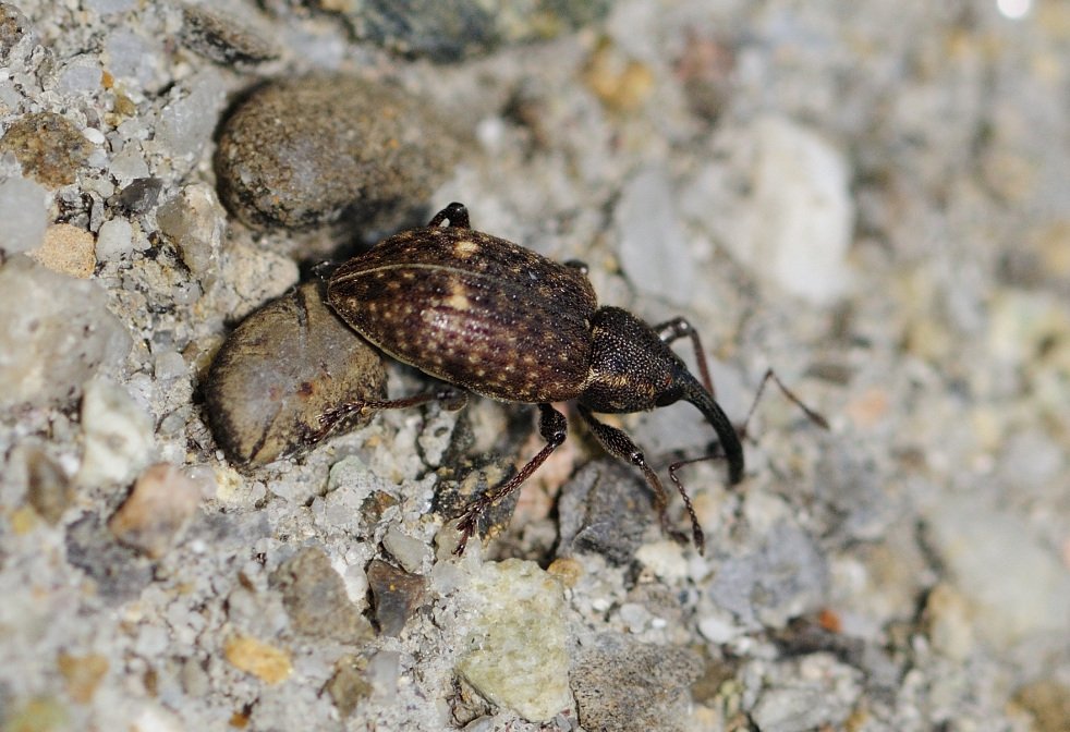 Réf. 320522 — INSECTA > Coleoptera > Brachyceridae > Notaris scirpi ...