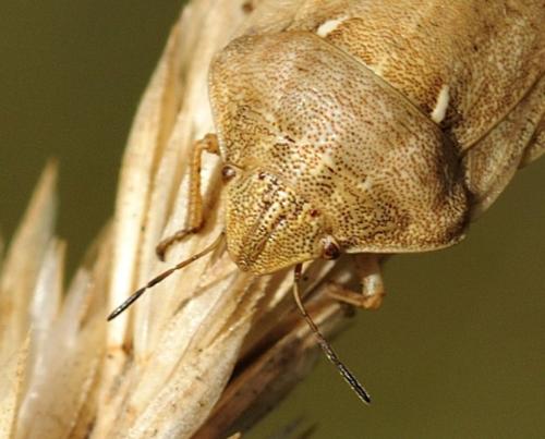 [Eurygaster maura] Punaise beige - Le Monde des insectes