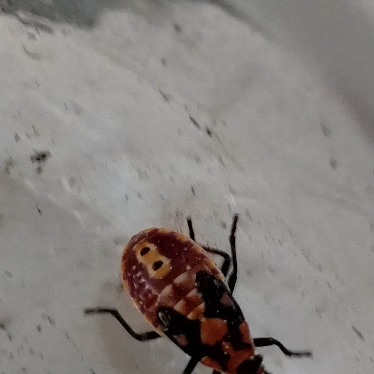 Réf. 321538 — INSECTA > Heteroptera > Lygaeidae > Spilostethus pandurus ...