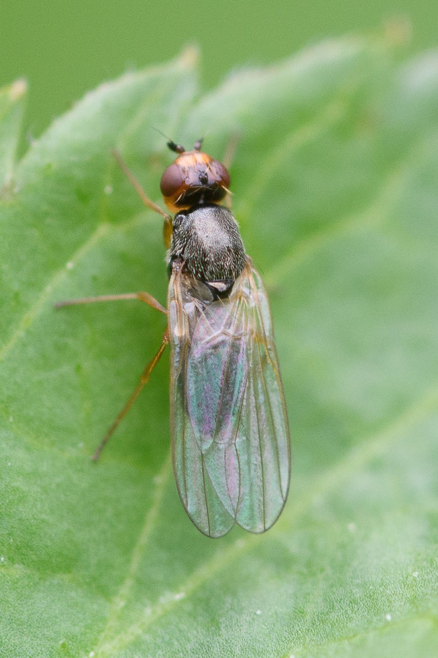 Réf. 321570 — INSECTA > Diptera > Psilidae > Chamaepsila sp. - www.galerie-insecte.org