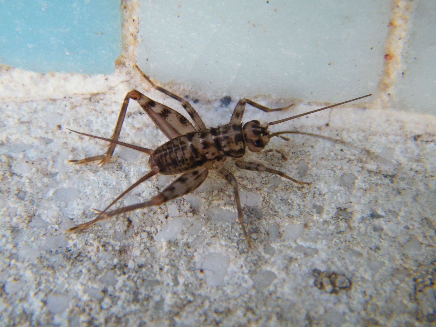 Réf. 321779 — INSECTA > Orthoptera > Gryllidae > Gryllomorpha ...