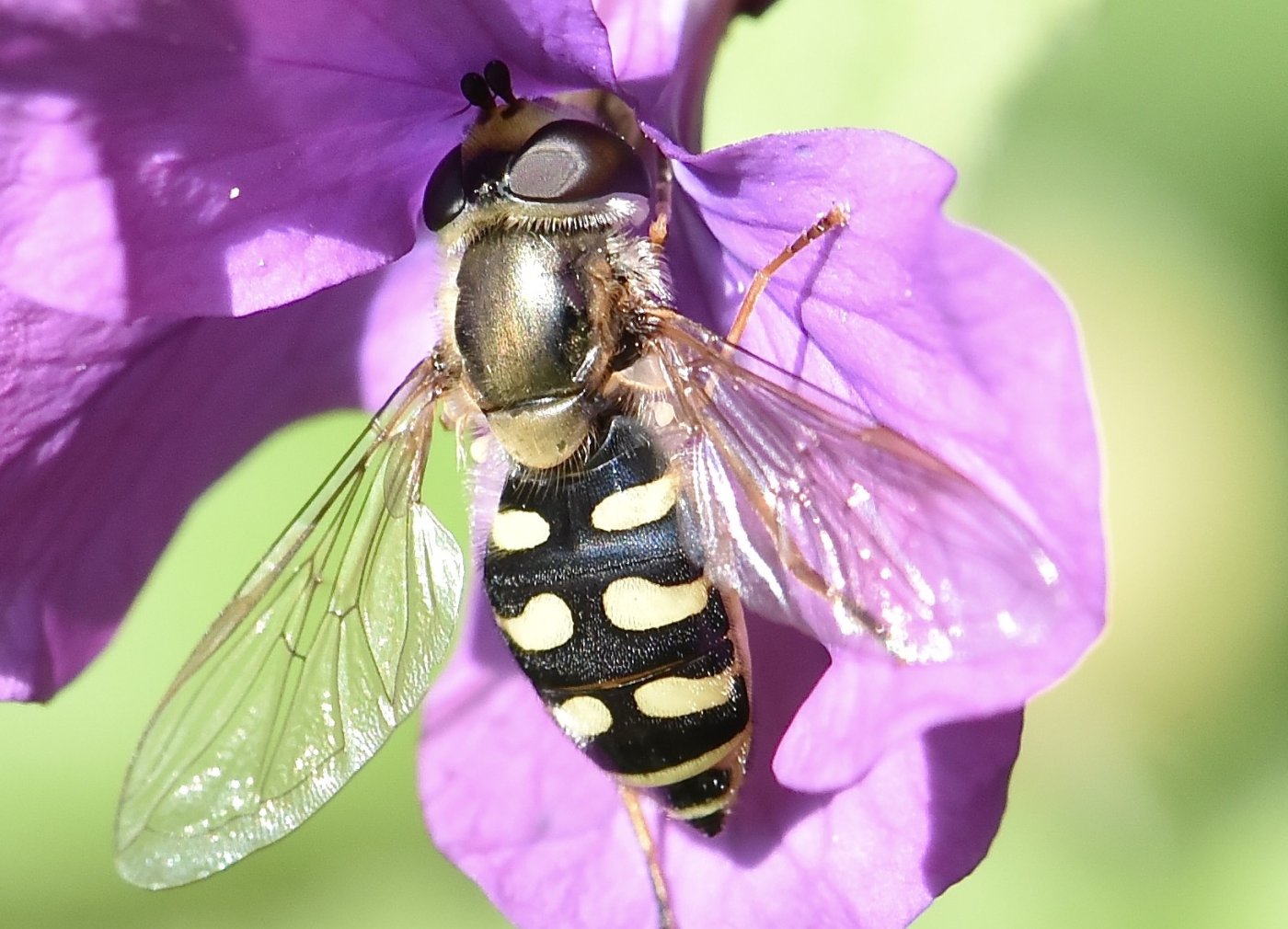 Réf. 321102 — INSECTA > Diptera > Syrphidae > Eupeodes (Eupeodes ...