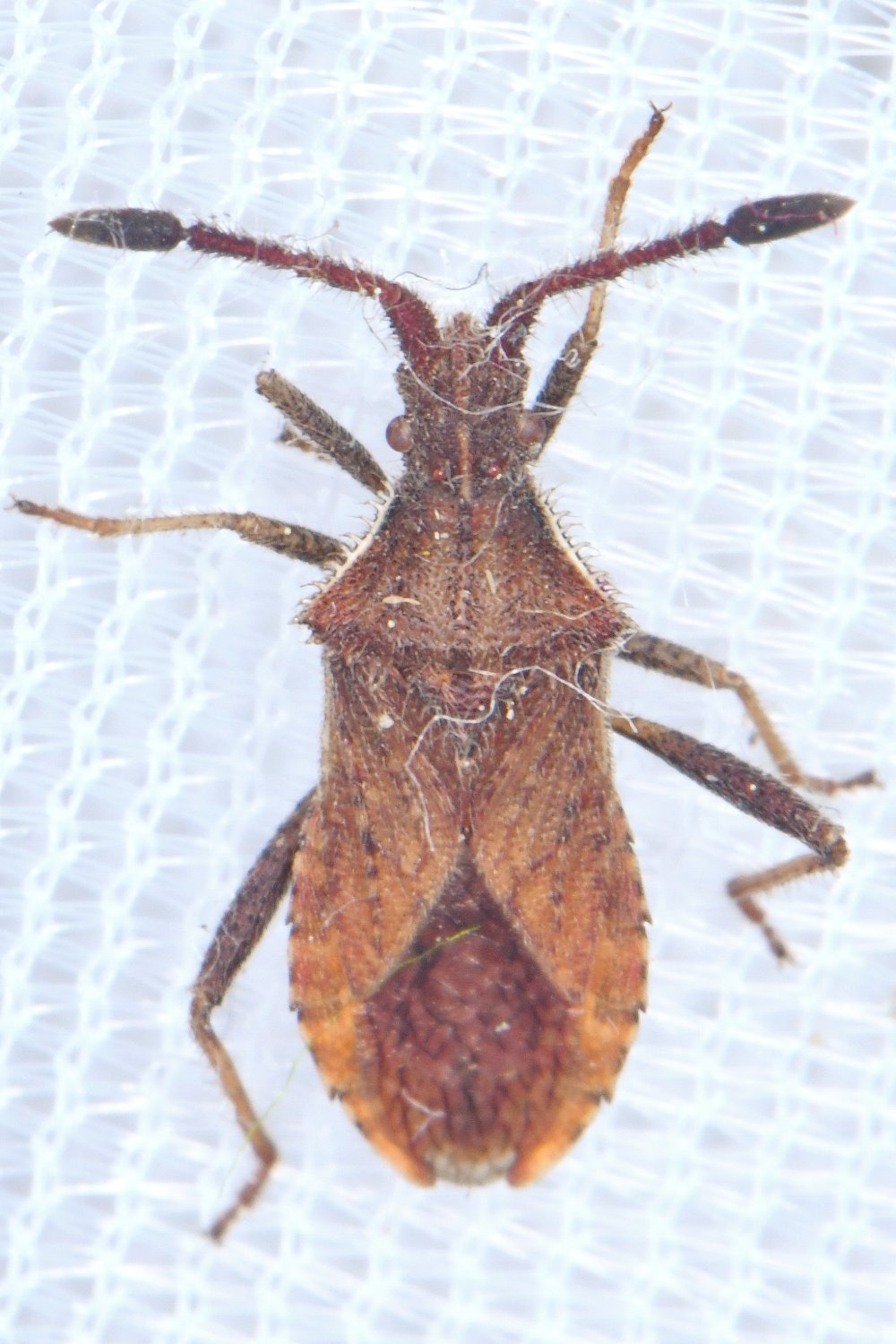 Réf. 321972 — INSECTA > Heteroptera > Coreidae > Coriomeris ...