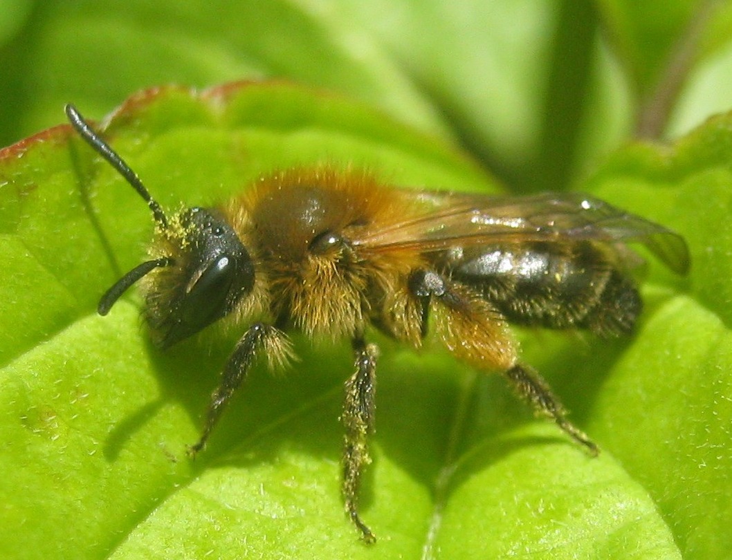 Réf. 321259 — INSECTA > Hymenoptera > Andrenidae > Andrena (Ptilandrena ...