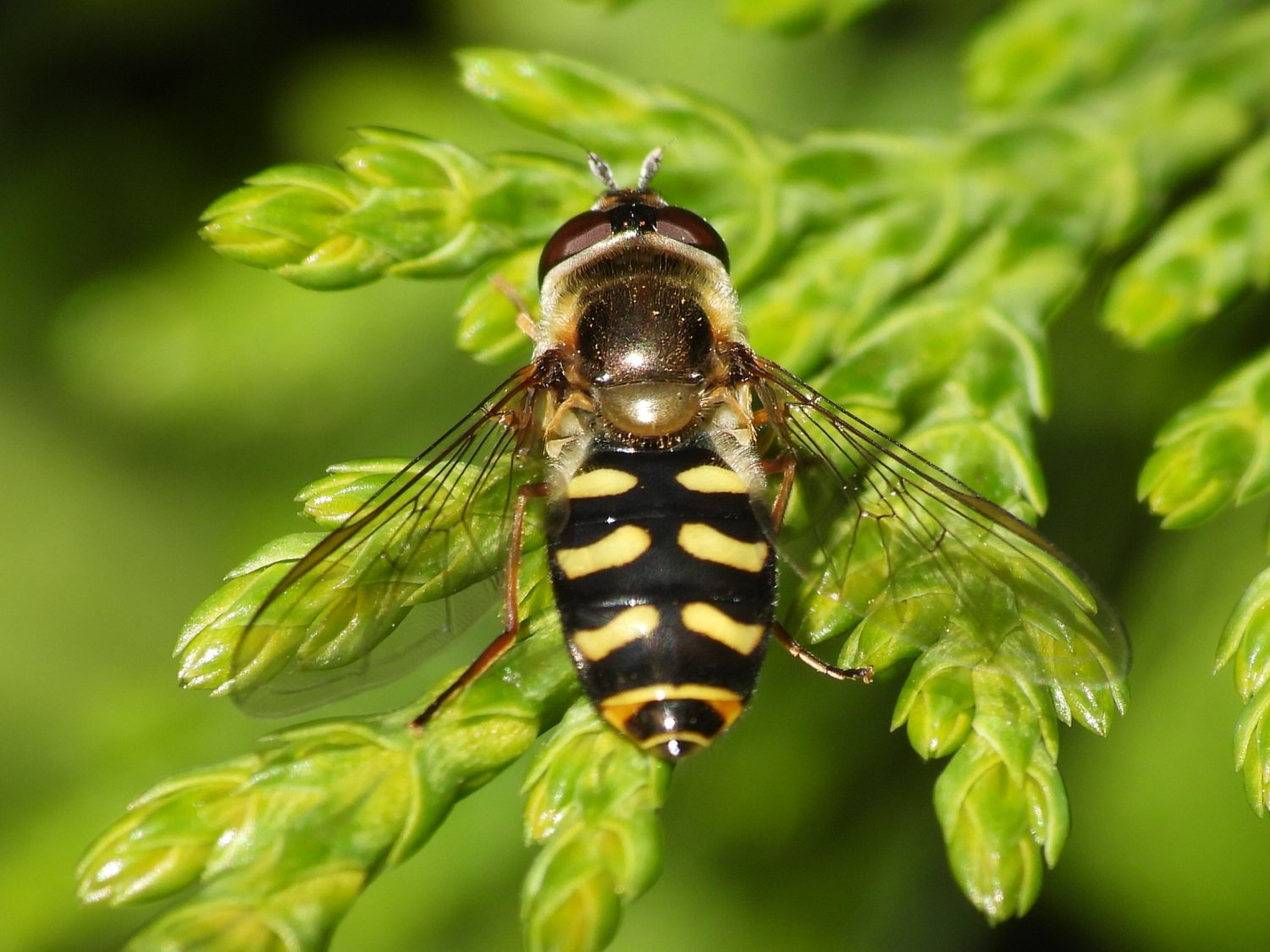 Réf. 321028 — INSECTA > Diptera > Syrphidae > Eupeodes (Eupeodes ...