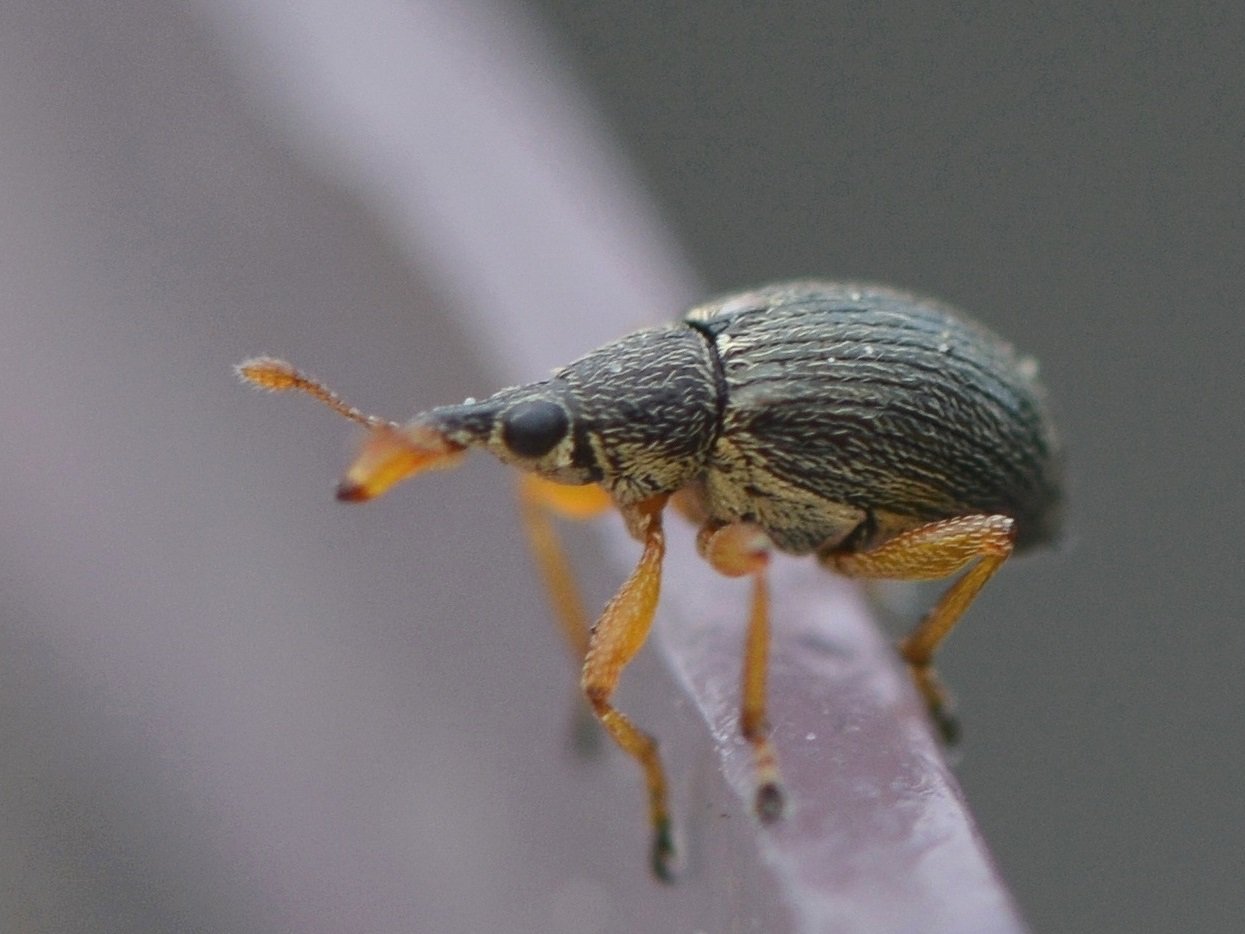 Réf. 322089 — INSECTA > Coleoptera > Brentidae > Pseudapion rufirostre ...