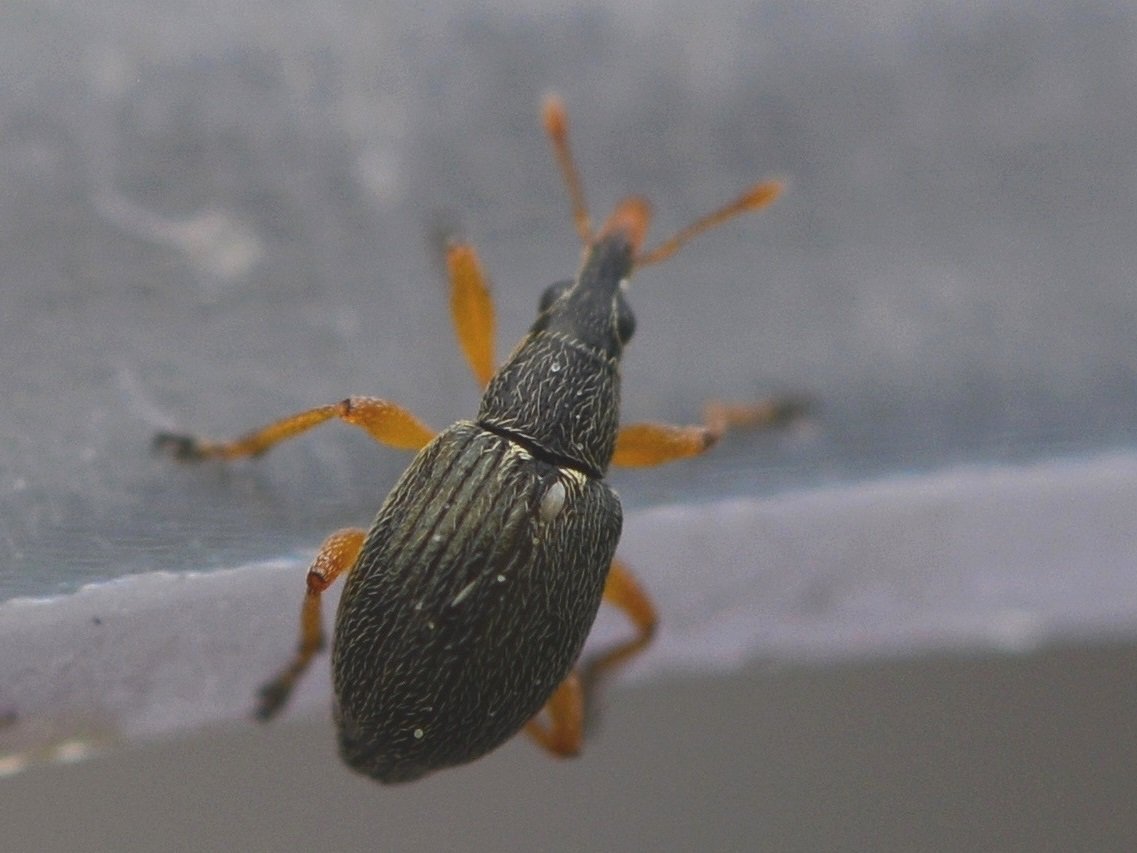 Réf. 322090 — INSECTA > Coleoptera > Brentidae > Pseudapion rufirostre ...