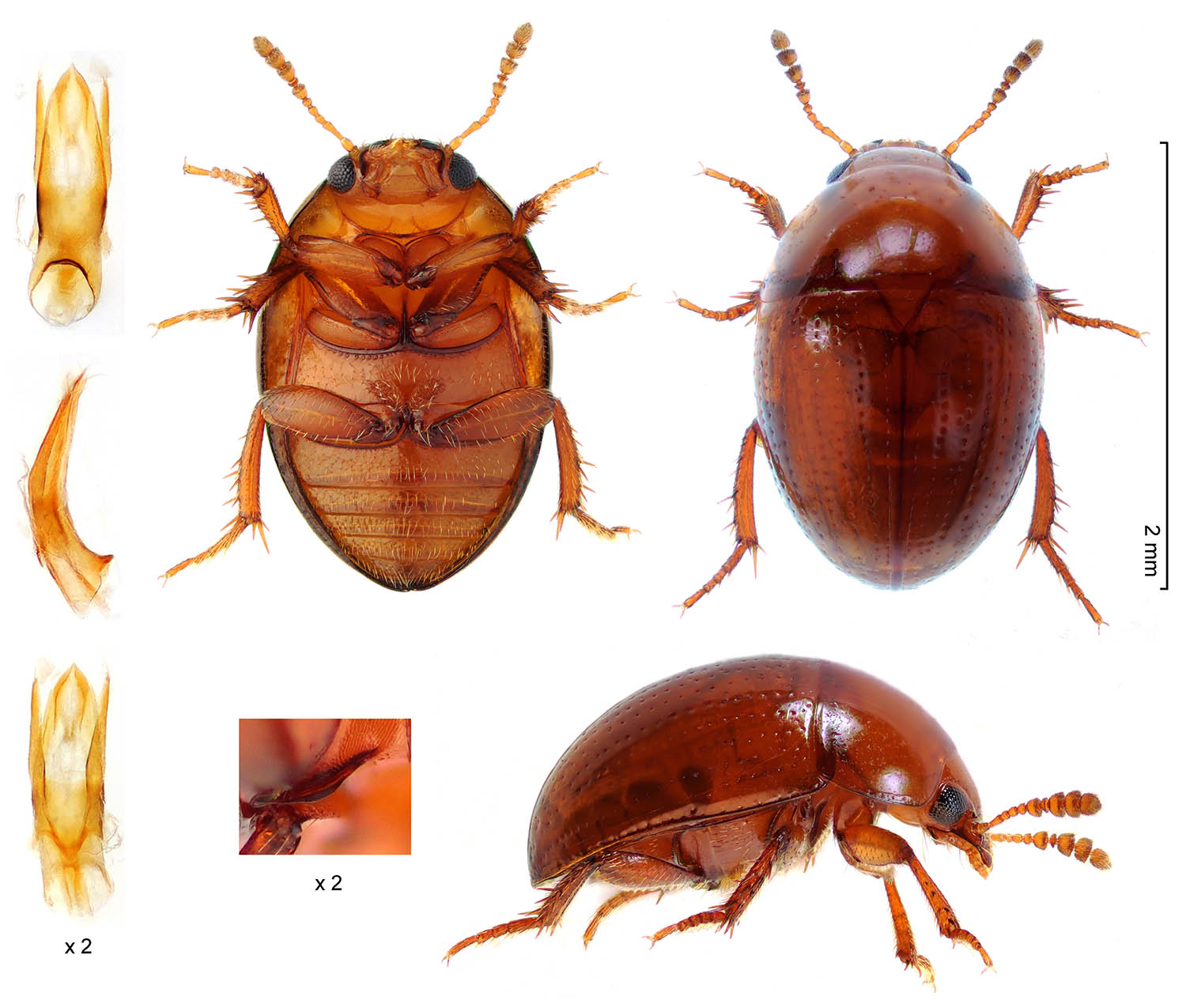 Réf. 322879 — INSECTA > Coleoptera > Leiodidae > Leiodes sp. - www ...