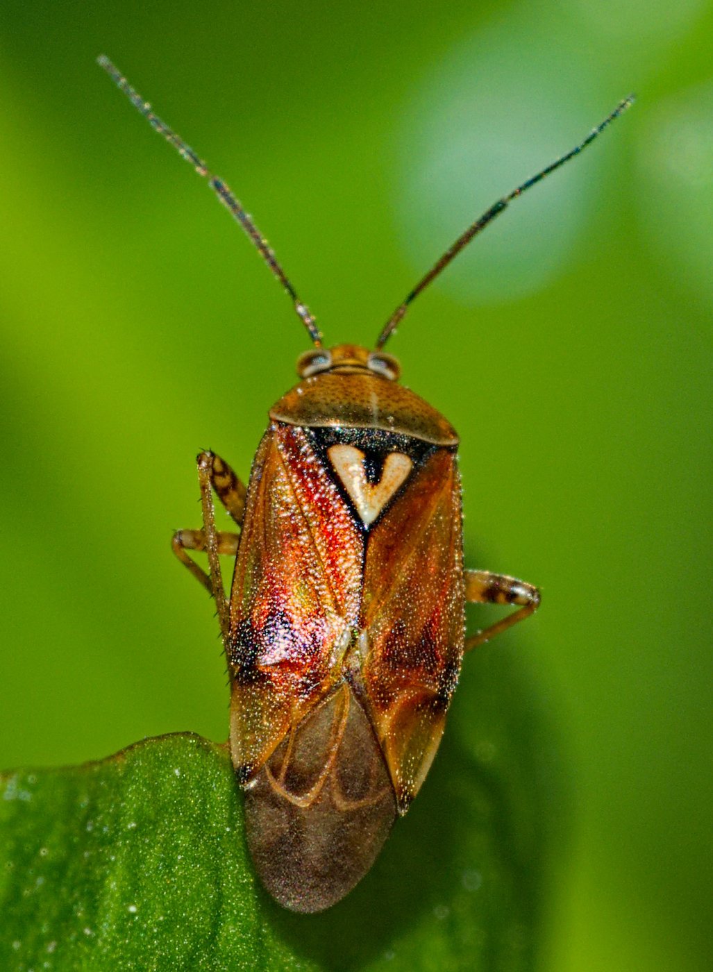 Réf. 322315 — INSECTA > Heteroptera > Miridae > Lygus pratensis - www ...