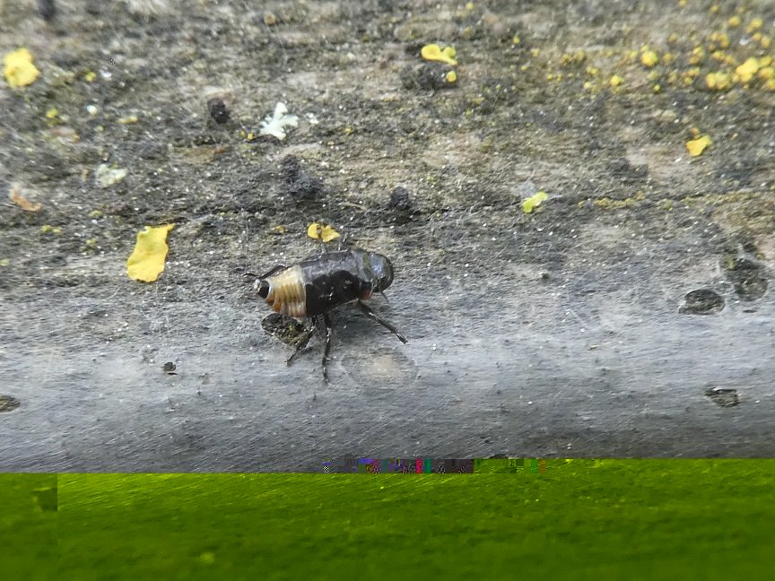 Réf. 322393 — INSECTA > Homoptera > Aphrophoridae > Aphrophora sp ...