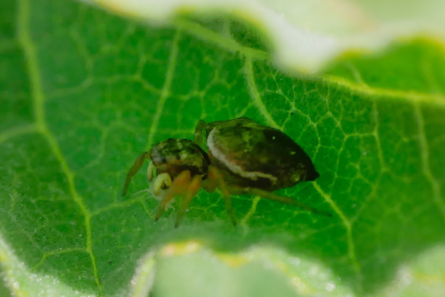 Réf. 322870 — ARACHNIDA > Araneae > Salticidae > Heliophanus tribulosus ...