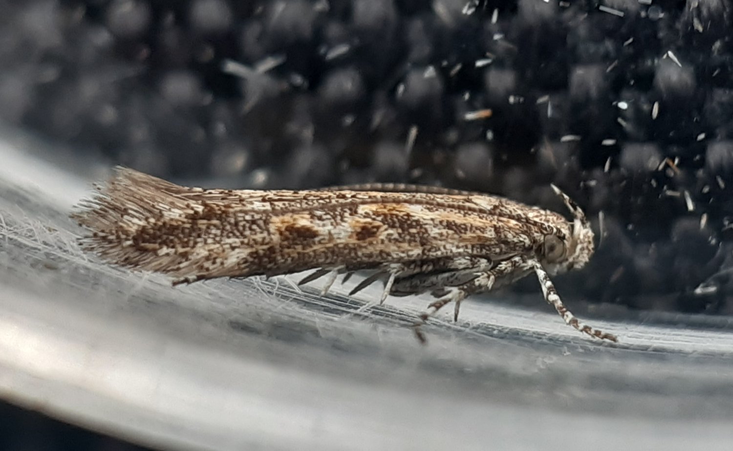 Réf. 323821 — INSECTA > Lepidoptera > Gelechiidae > Scrobipalpa sp. - www.galerie-insecte.org