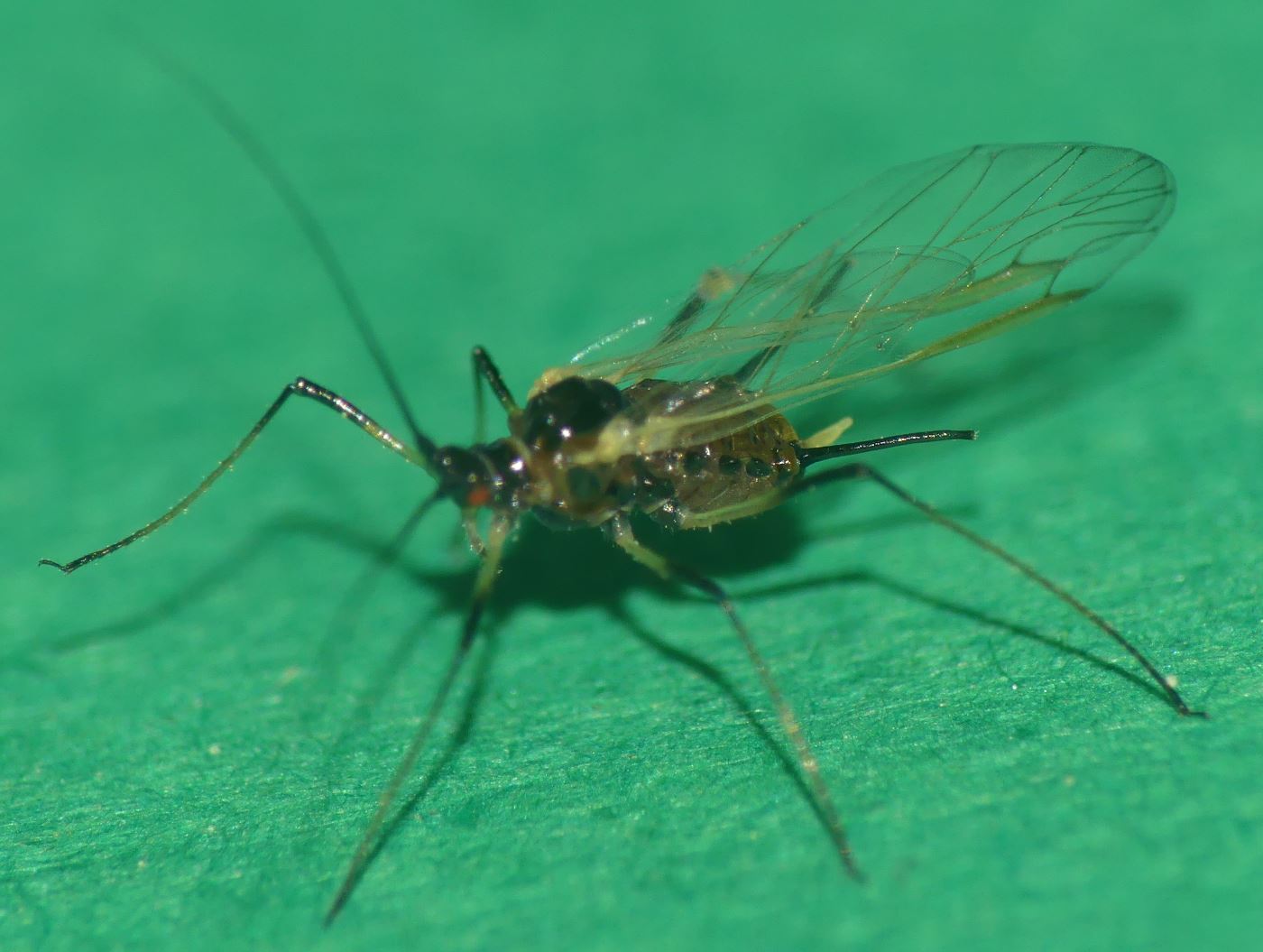 Réf. 323561 — INSECTA > Homoptera > Aphididae > Macrosiphum ...