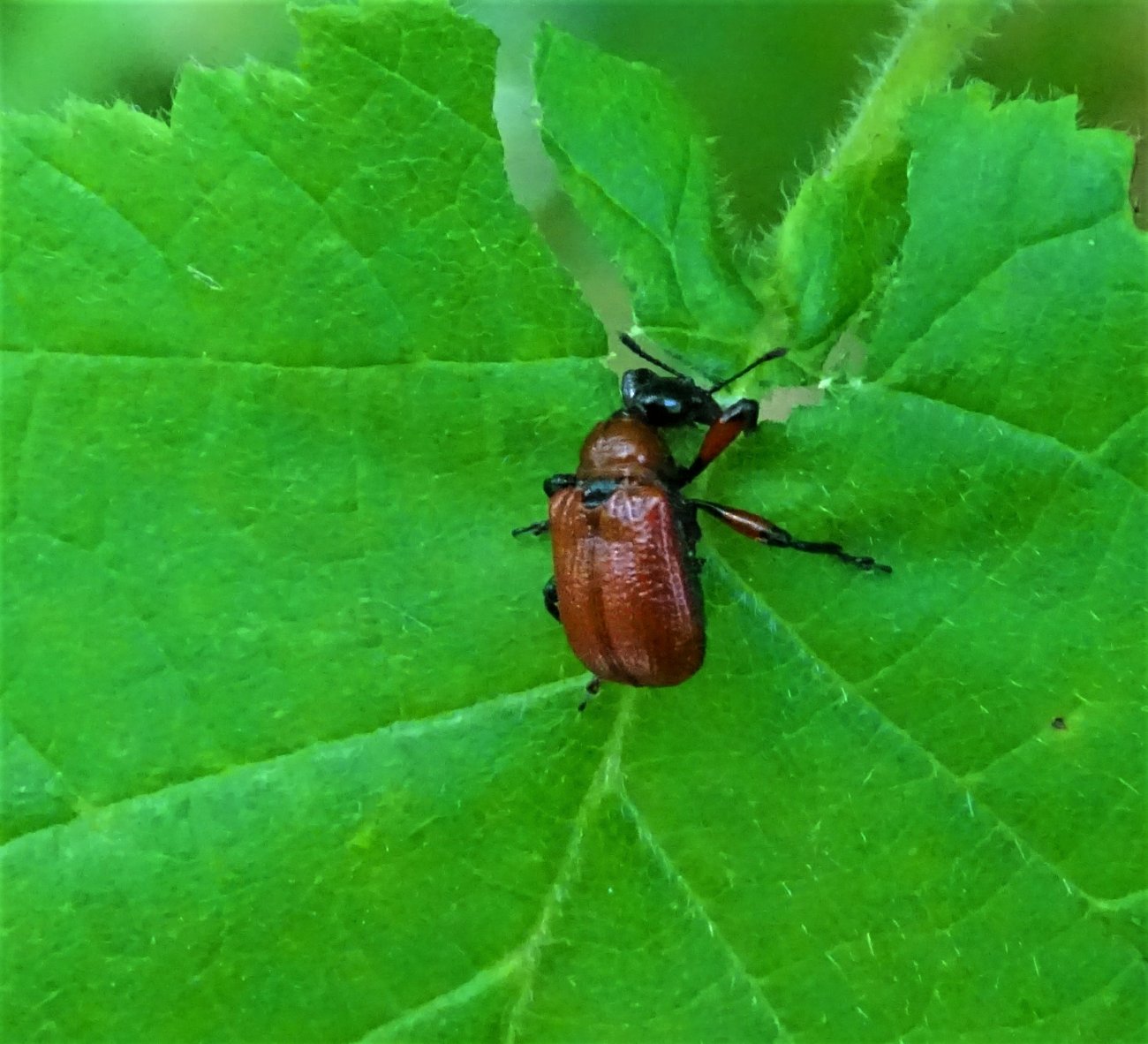 Réf. 323639 — INSECTA > Coleoptera > Attelabidae > Apoderus (Apoderus ...