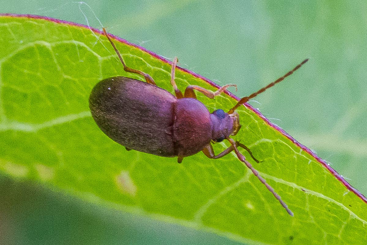 Réf. 323095 — INSECTA > Coleoptera > Tenebrionidae > Isomira antennata ...