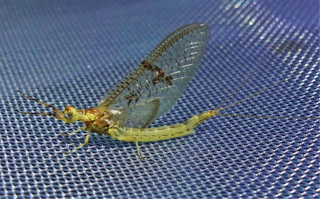 Réf. 323145 — INSECTA > Ephemeroptera > Ephemeridae > Ephemera glaucops ...