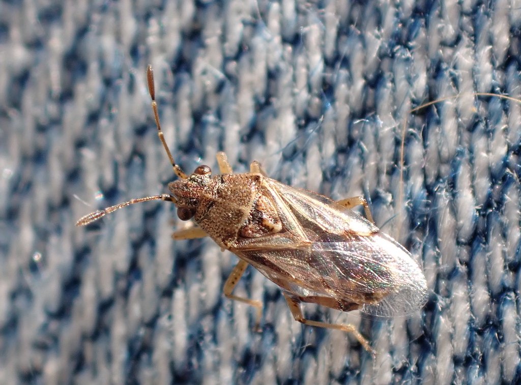 Réf. 323866 — INSECTA > Heteroptera > Lygaeidae > Nysius sp. - www ...