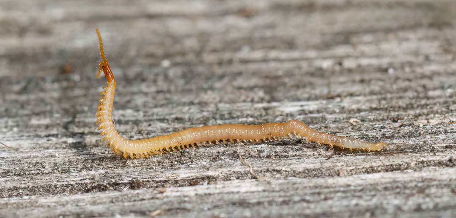 Réf. 323141 — CHILOPODA > Geophilomorpha > Geophilidae > Geophilus ...