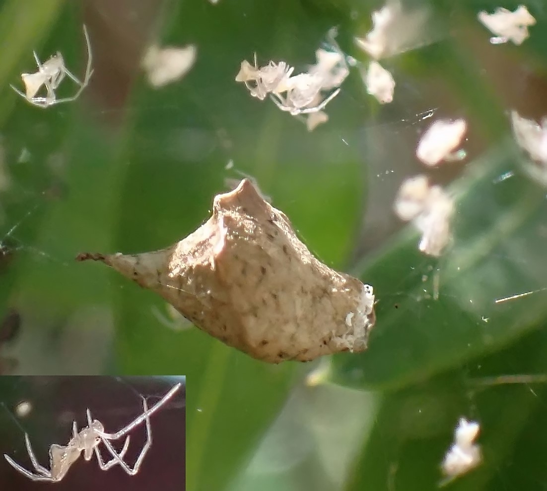 Réf. 324929 — ARACHNIDA > Araneae > Theridiidae > Rhomphaea nasica ...