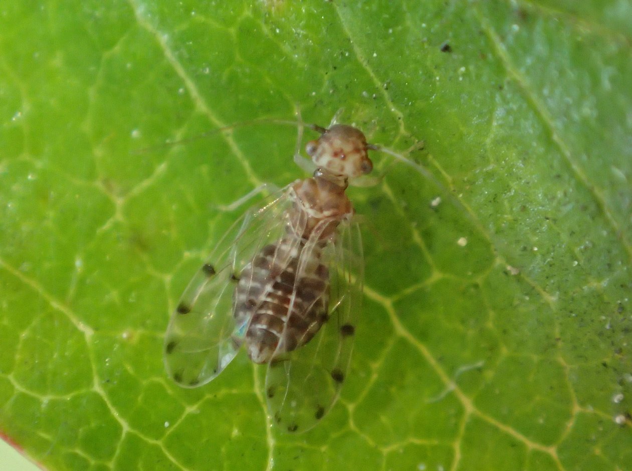 Réf. 324785 — INSECTA > Psocoptera > Ectopsocidae > Ectopsocus petersi ...