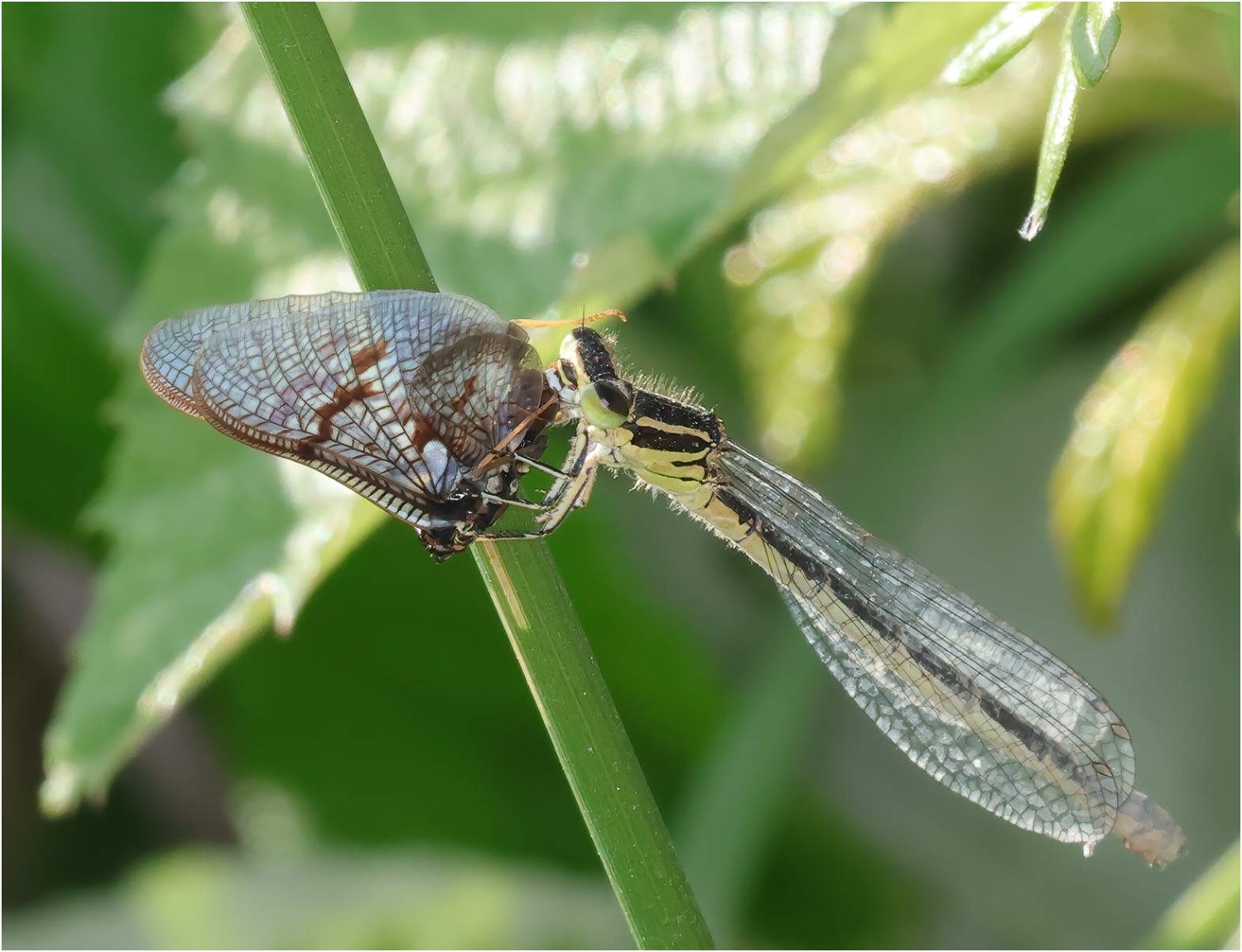 Réf. 324197 — INSECTA > Ephemeroptera > Ephemeridae > Ephemera sp ...
