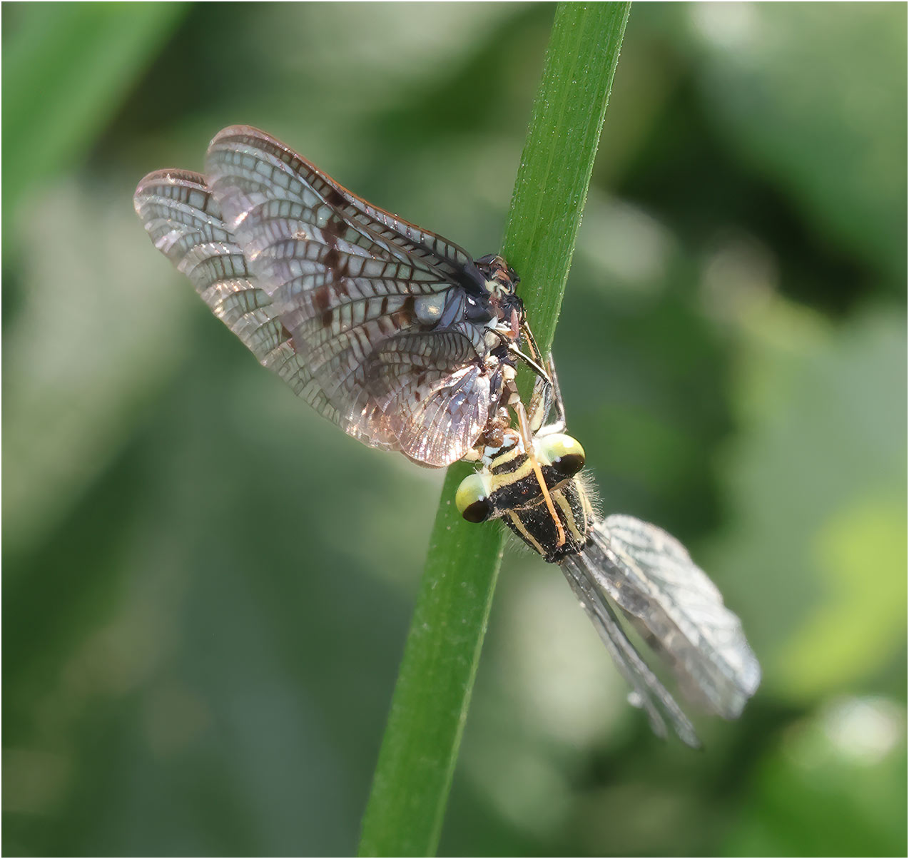 Réf. 324198 — INSECTA > Ephemeroptera > Ephemeridae > Ephemera sp ...