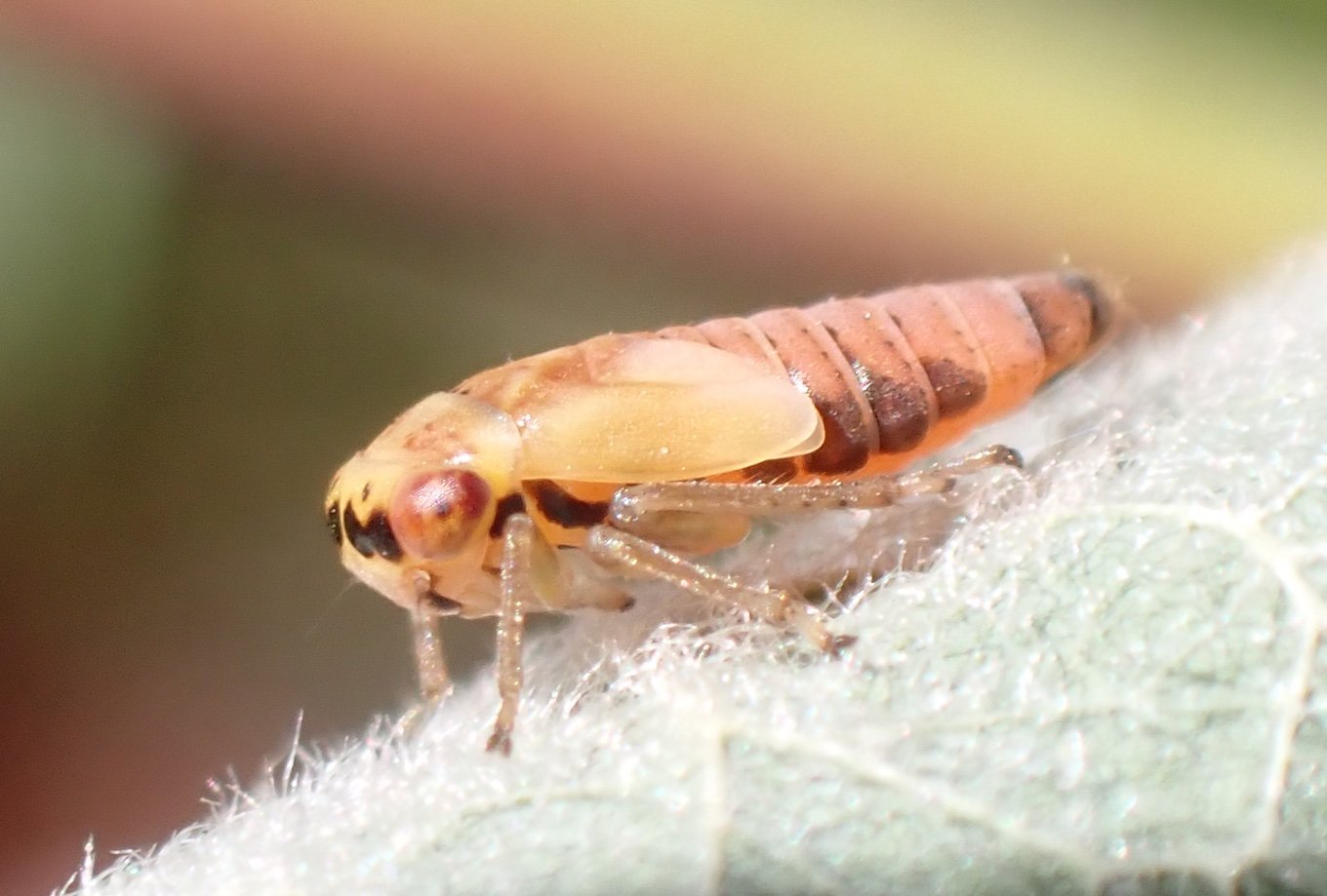 Réf. 325407 — INSECTA > Homoptera > Cicadellidae > Metidiocerus ...